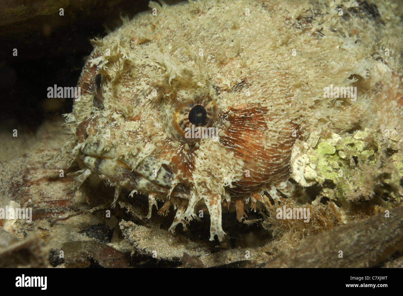 Banded Toadfish, Halophyme diemensis, Waigeo, Raja Ampat, West Papua ...