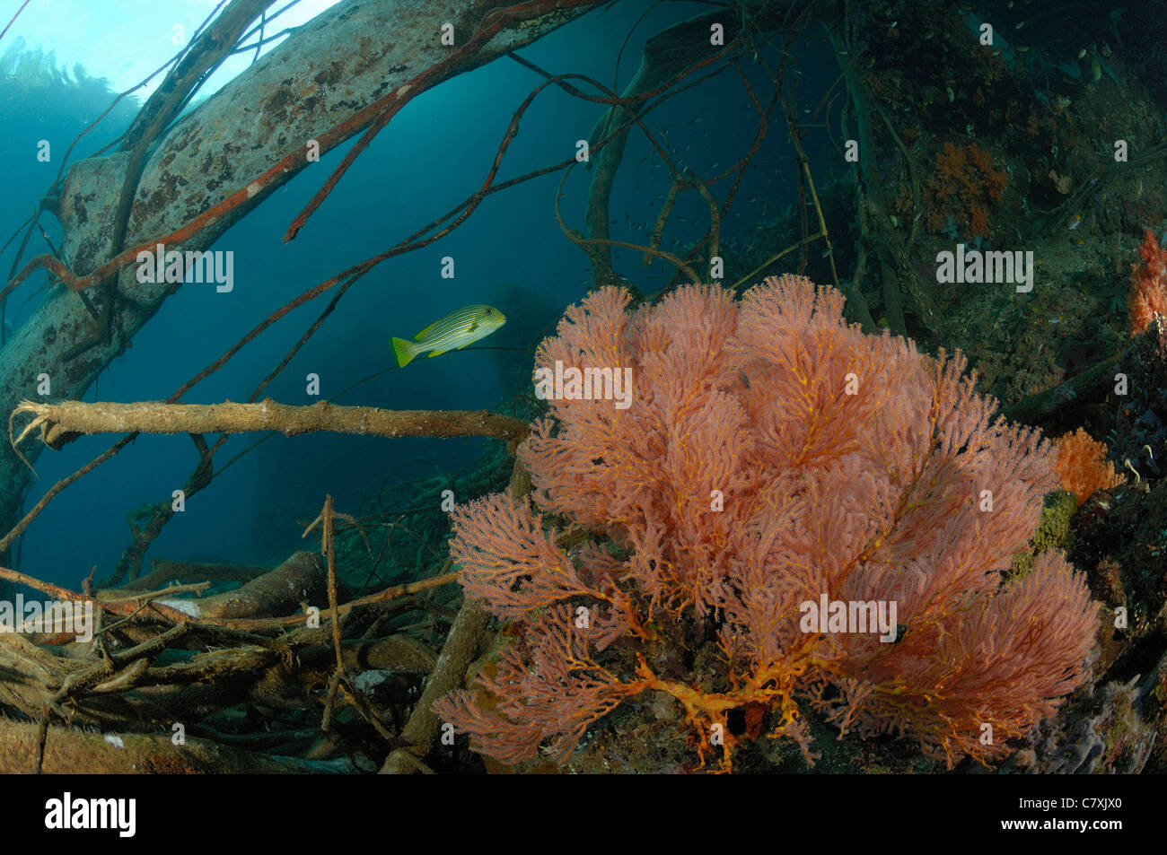 Seafan in shallow water, Melithaea sp., Waigeo, Raja Ampat, West Papua ...