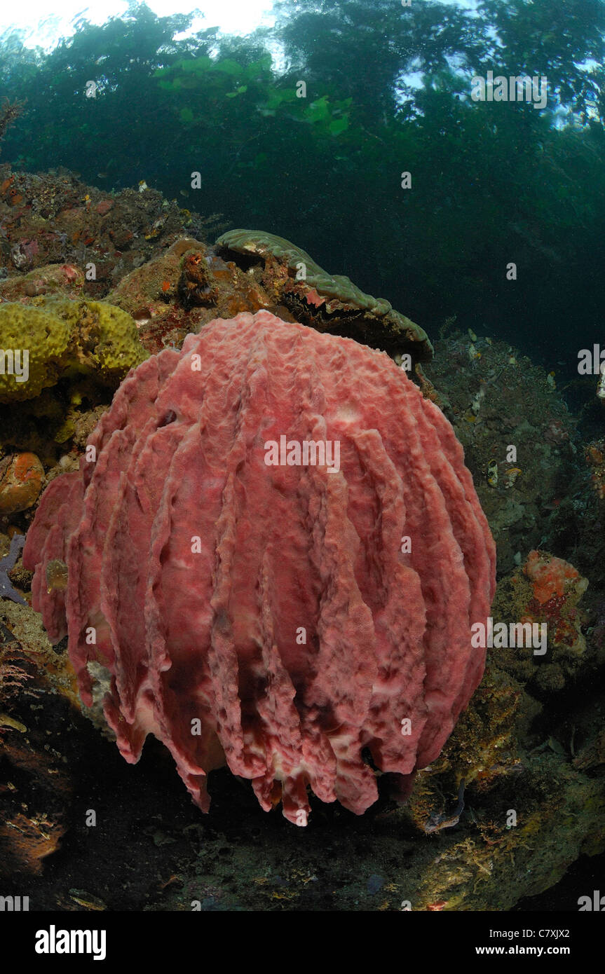 Shallow water feeders hi-res stock photography and images - Alamy