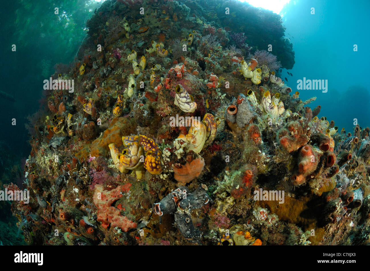 Various Tunicate Colonies, Waigeo, Raja Ampat, West Papua, Indonesia ...