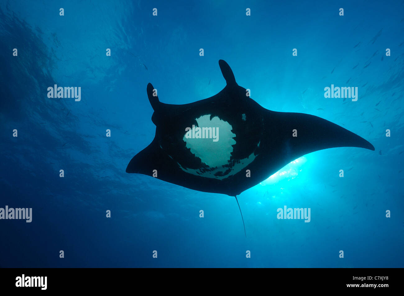 Black manta hi-res stock photography and images - Alamy