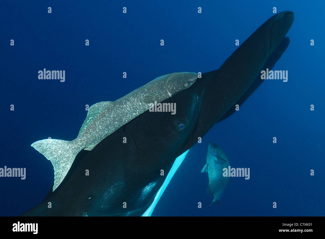 Remora remora hi-res stock photography and images - Alamy