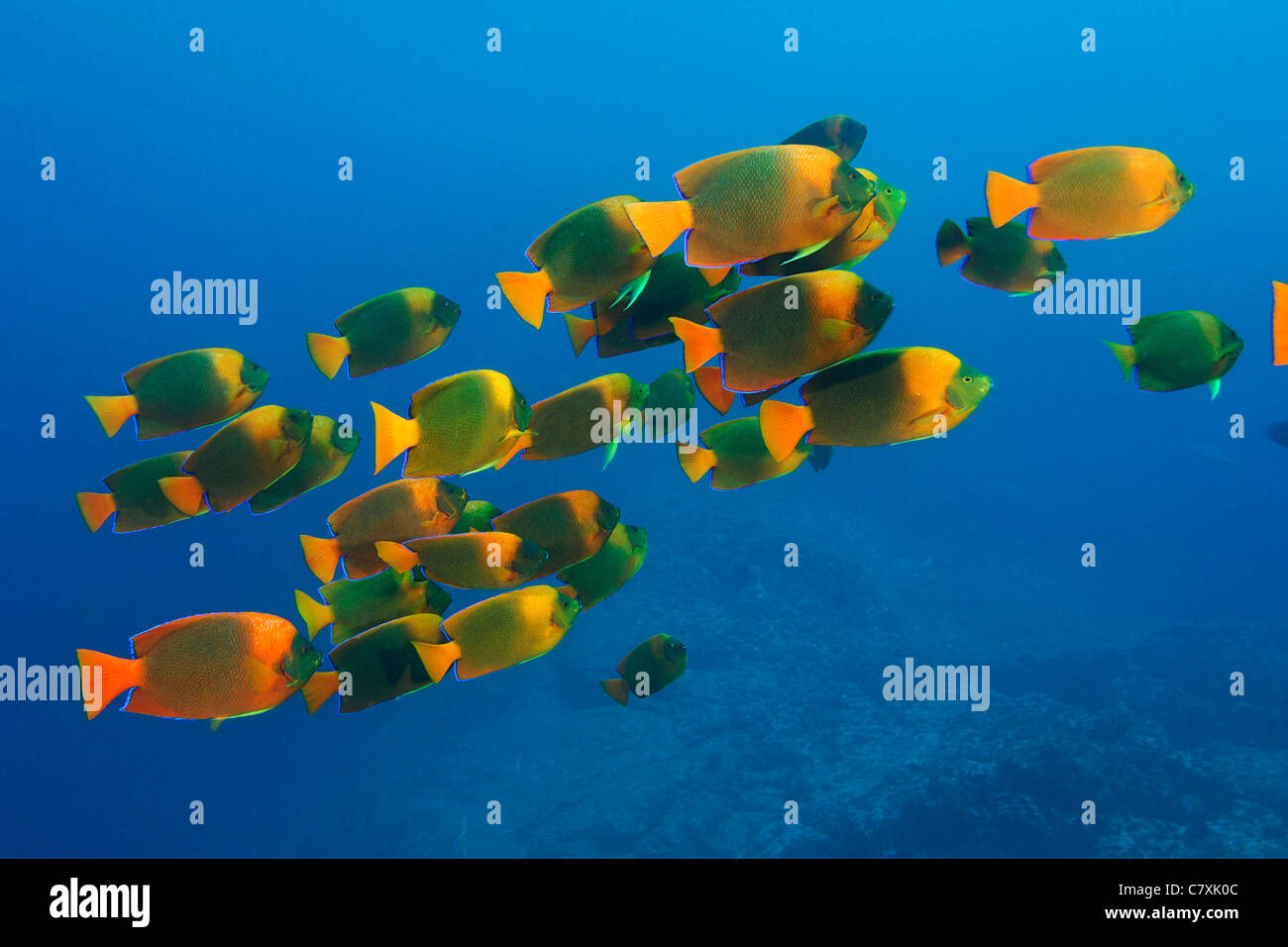 Clarion island hi-res stock photography and images - Alamy