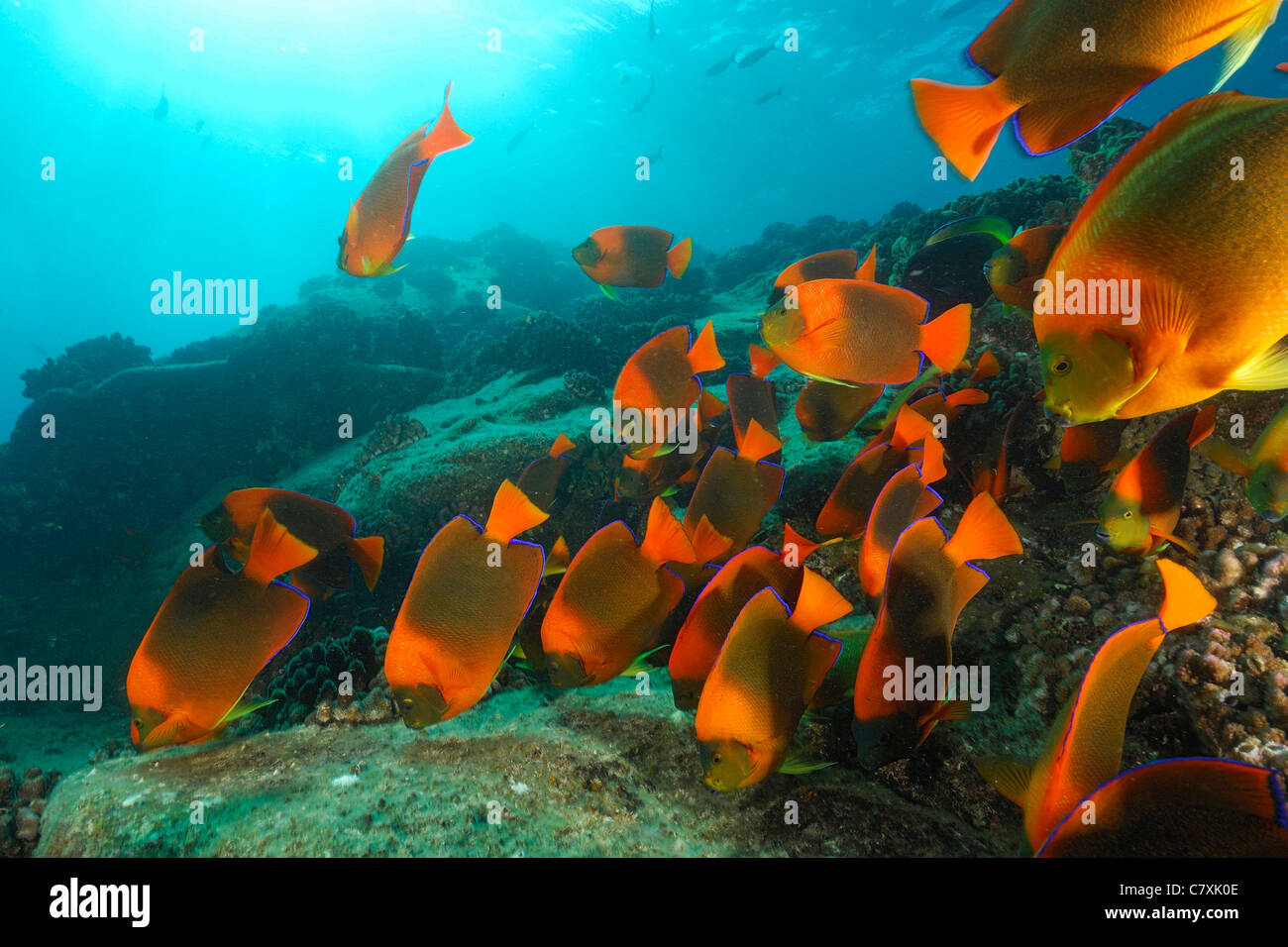 Clarion Angelfish, Holacanthus clarionensis, Socorro, Revillagigedo ...