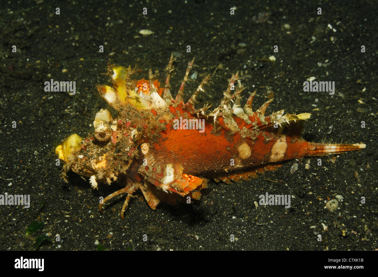 Spiny Devilfish, Inimicus didactylus, Lembeh Strait, Sulawesi ...