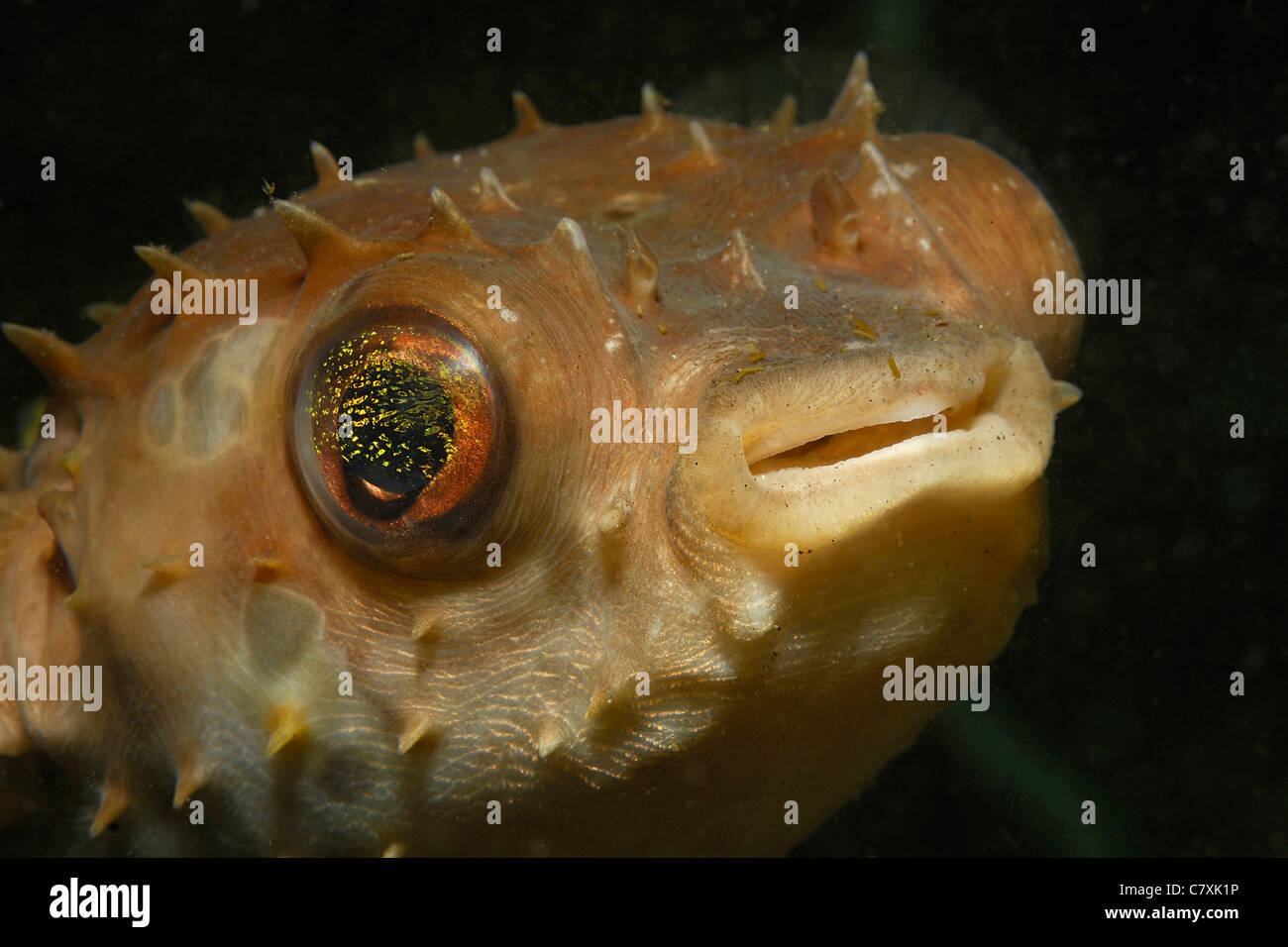 Portrait of Orbicular Burrfish, Cyclichthys orbicularis, Lembeh Strait ...