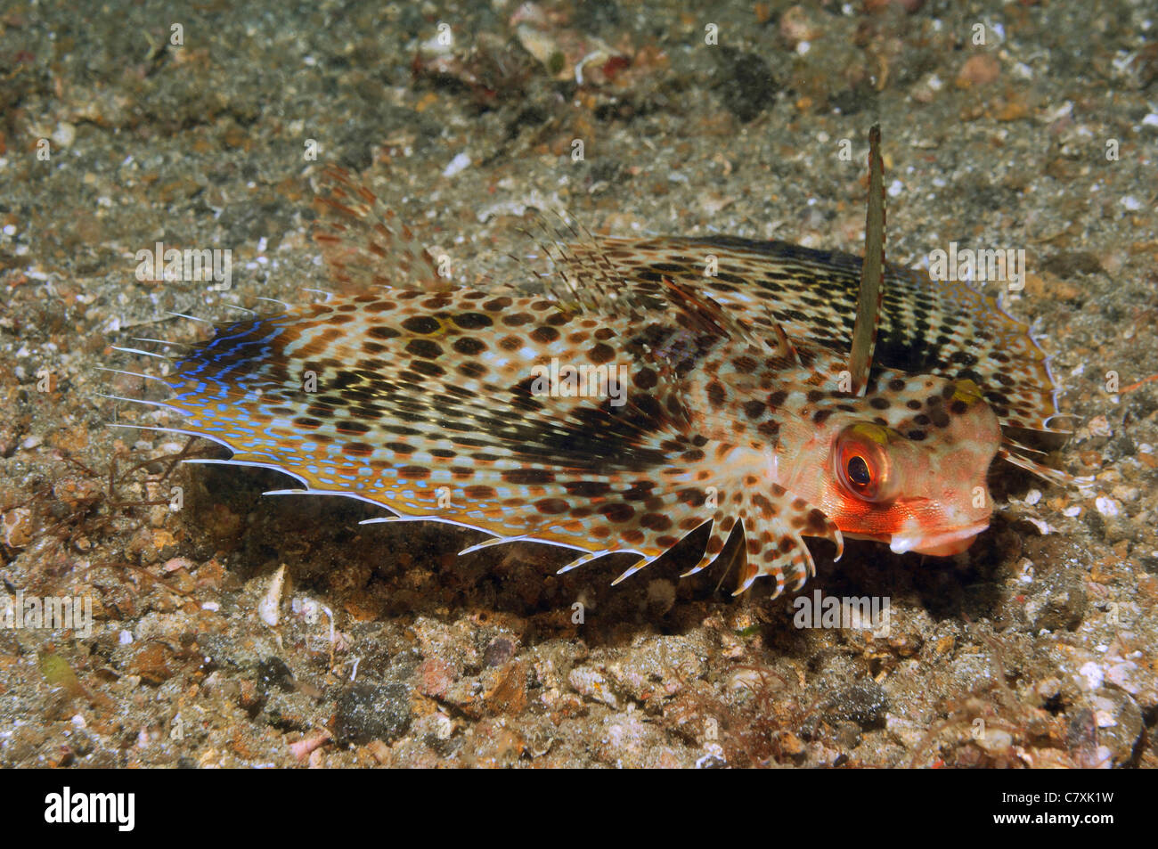 Gunard north hi-res stock photography and images - Alamy