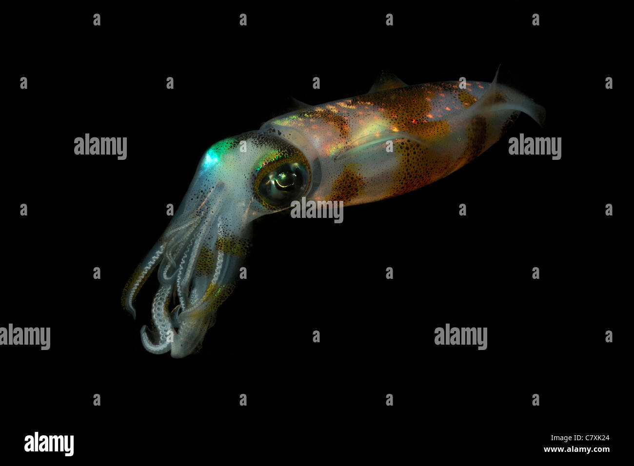 Reef Squid at Night, Sepioteuthis lessoniana, Lembeh Strait, Sulawesi ...