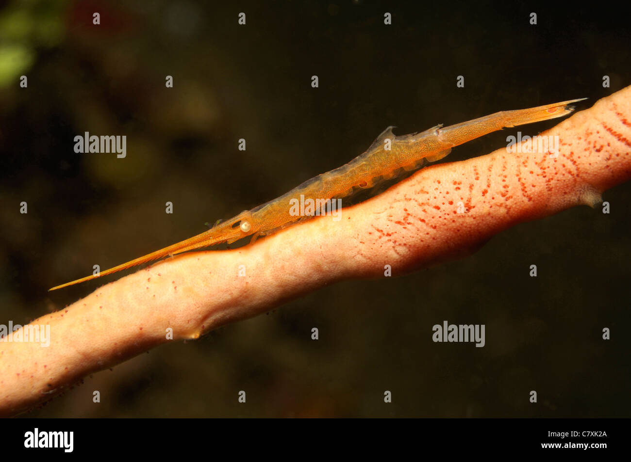 Red Sawblade Shrimp, Tozeuma sp., Lembeh Strait, Sulawesi, Indonesia ...