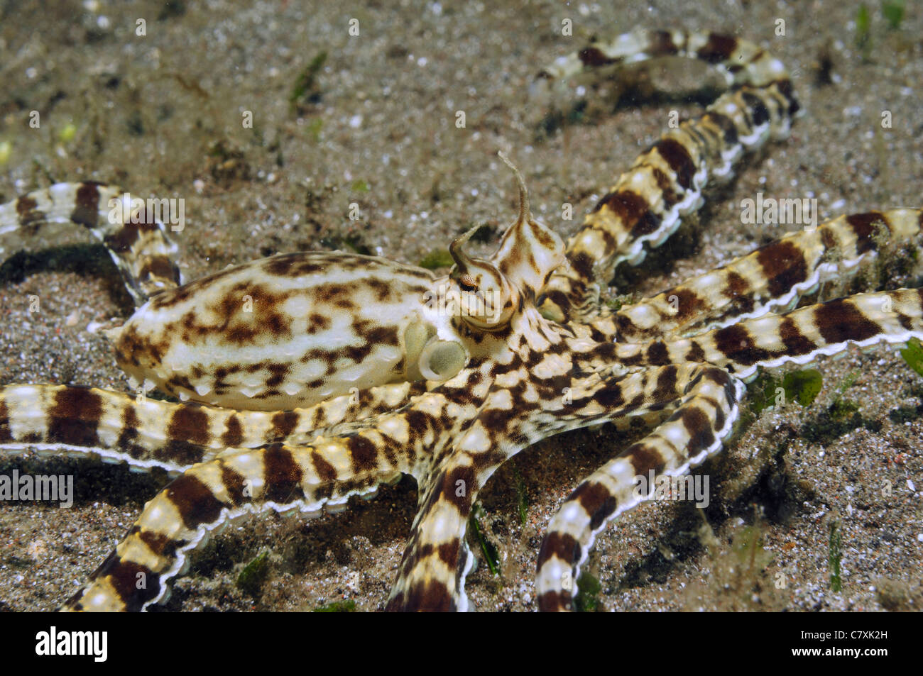 Mimic Octopus, Thaumoctopus mimicus, Lembeh Strait, Sulawesi, Indonesia ...