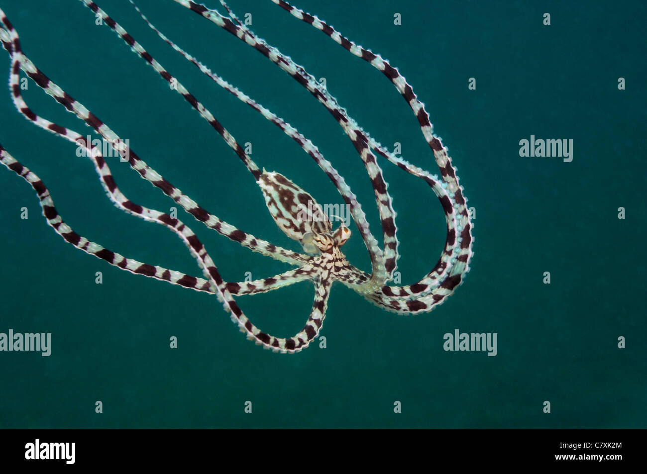 Mimic octopus hi-res stock photography and images - Alamy