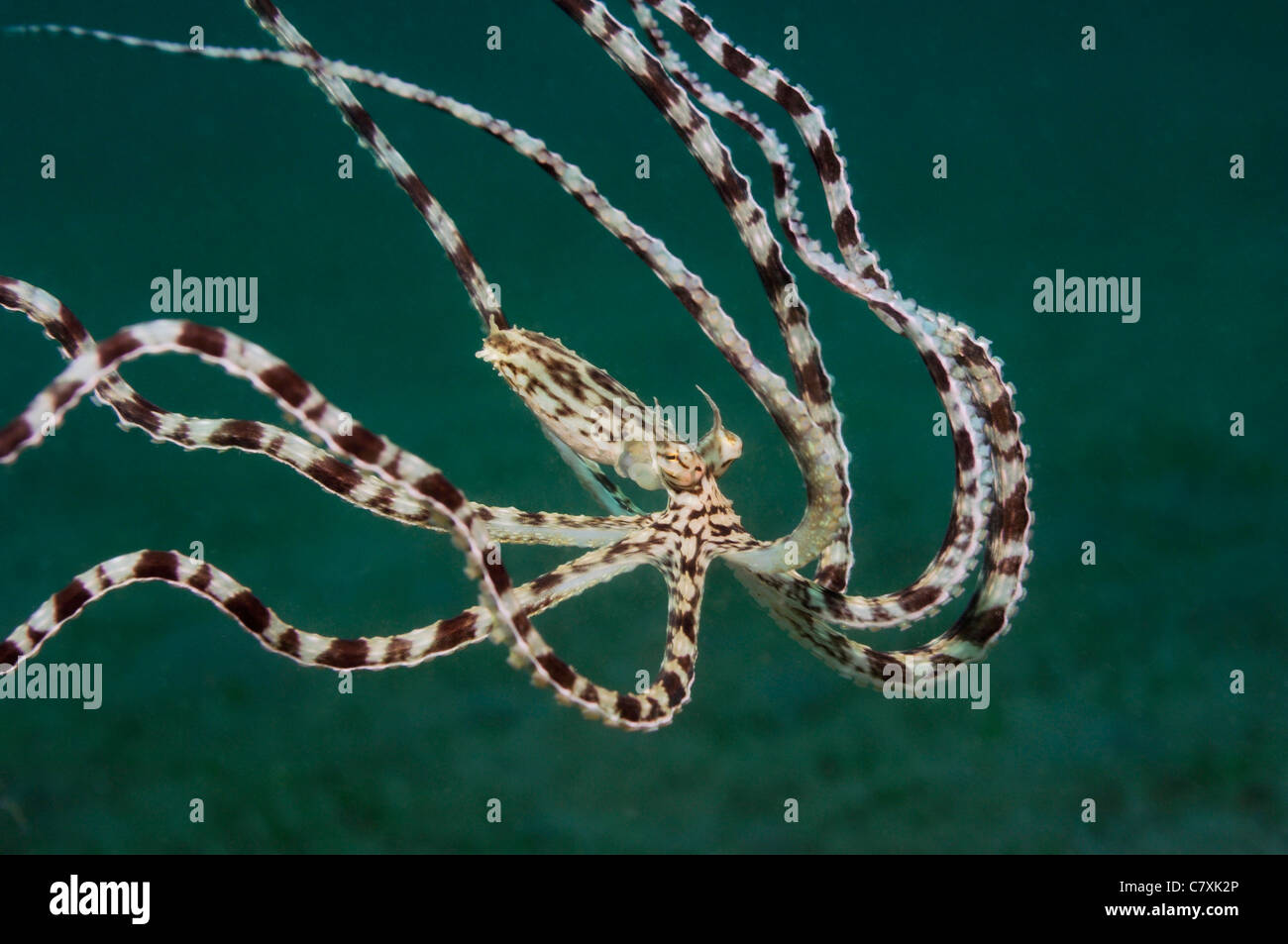 Mimic Octopus, Thaumoctopus mimicus, Lembeh Strait, Sulawesi, Indonesia ...