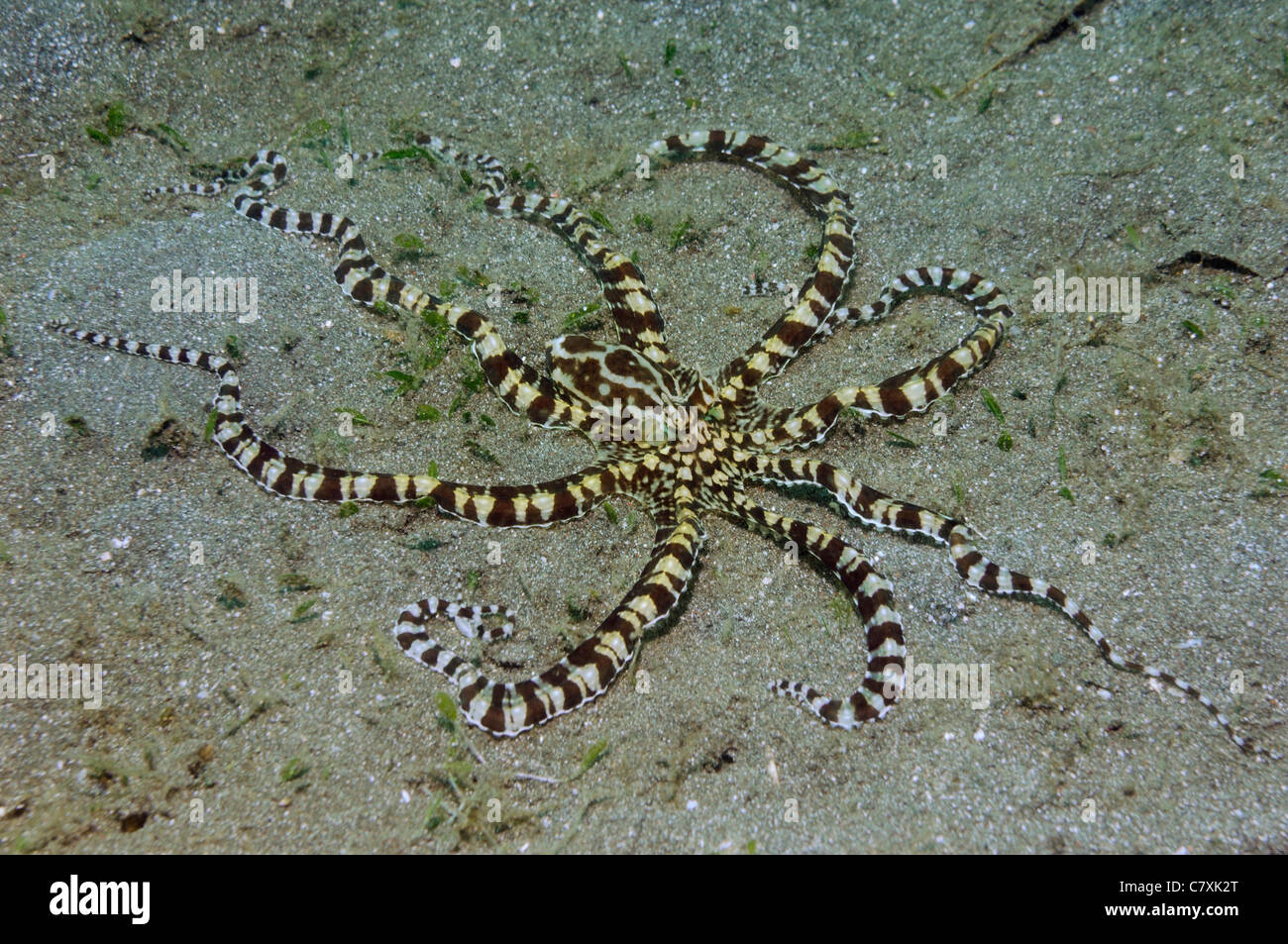 Mimic Octopus, Thaumoctopus mimicus, Lembeh Strait, Sulawesi, Indonesia ...