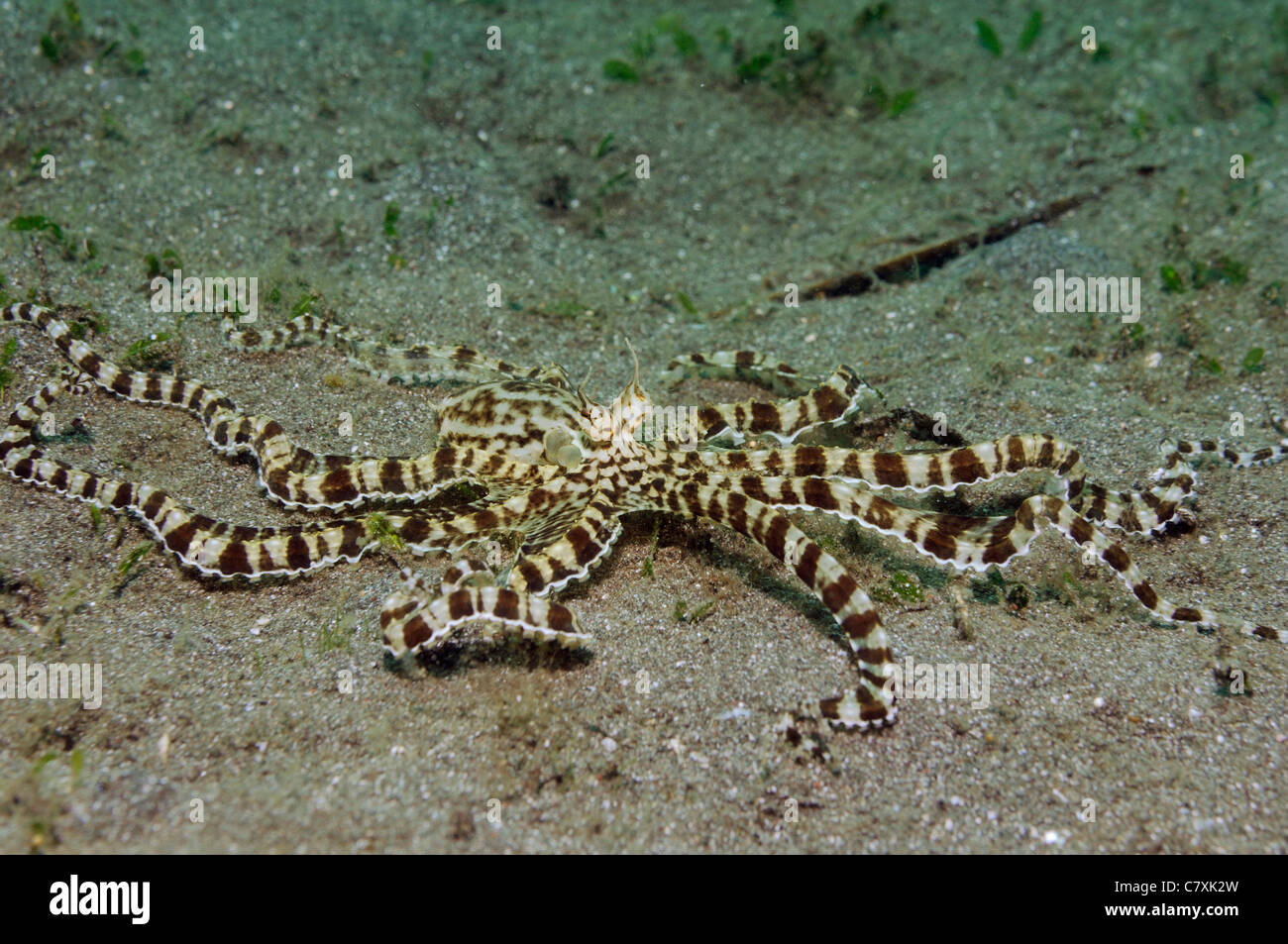Mimic Octopus, Thaumoctopus mimicus, Lembeh Strait, Sulawesi, Indonesia ...