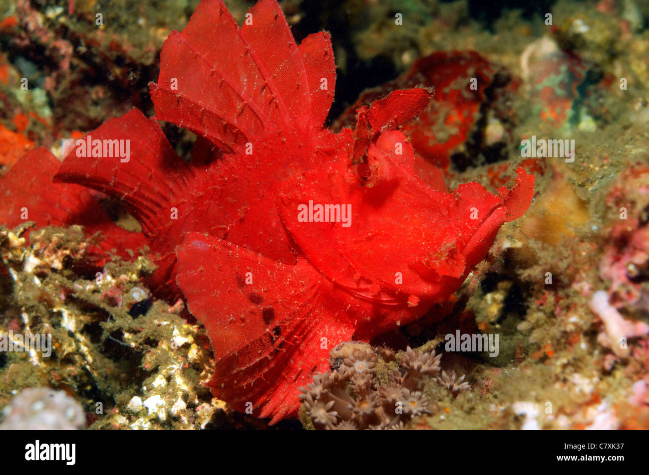 Paddle flap rhinopias hi-res stock photography and images - Alamy