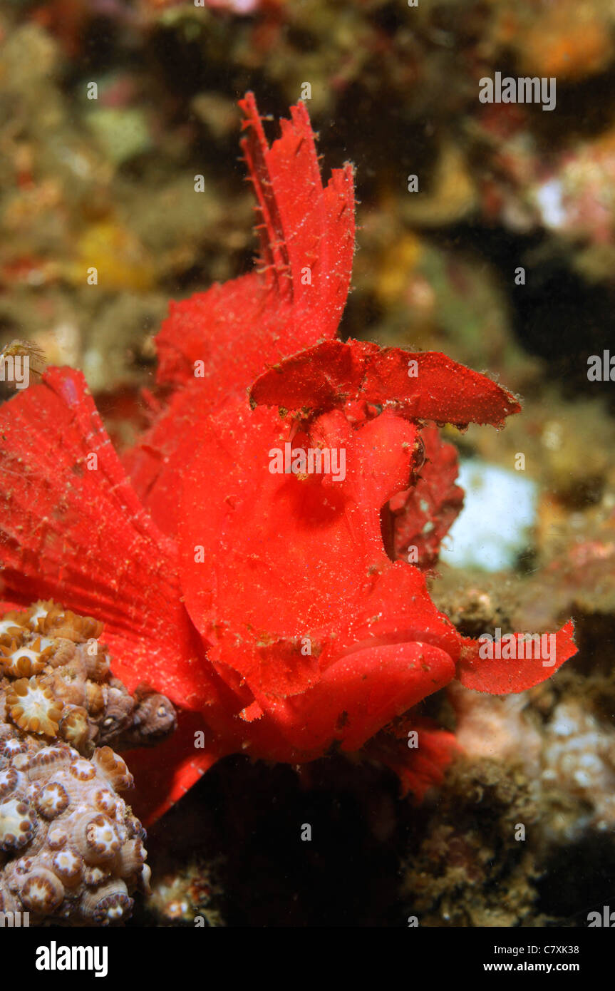 Red Paddle-Flap Rhinopias, Rhinopias eschmeyeri, Lembeh Strait ...