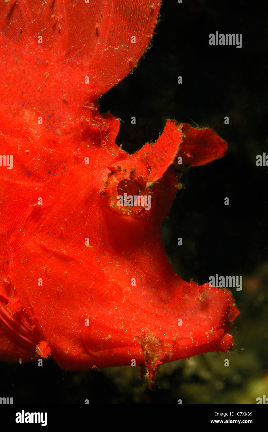 Paddle flap rhinopias hi-res stock photography and images - Alamy