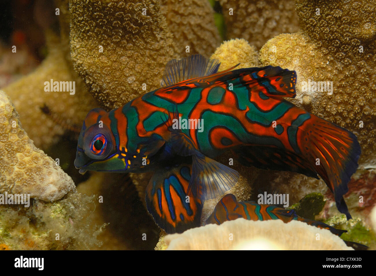 Mandarinfish, Synchiropus splendidus, Lembeh Strait, Sulawesi ...
