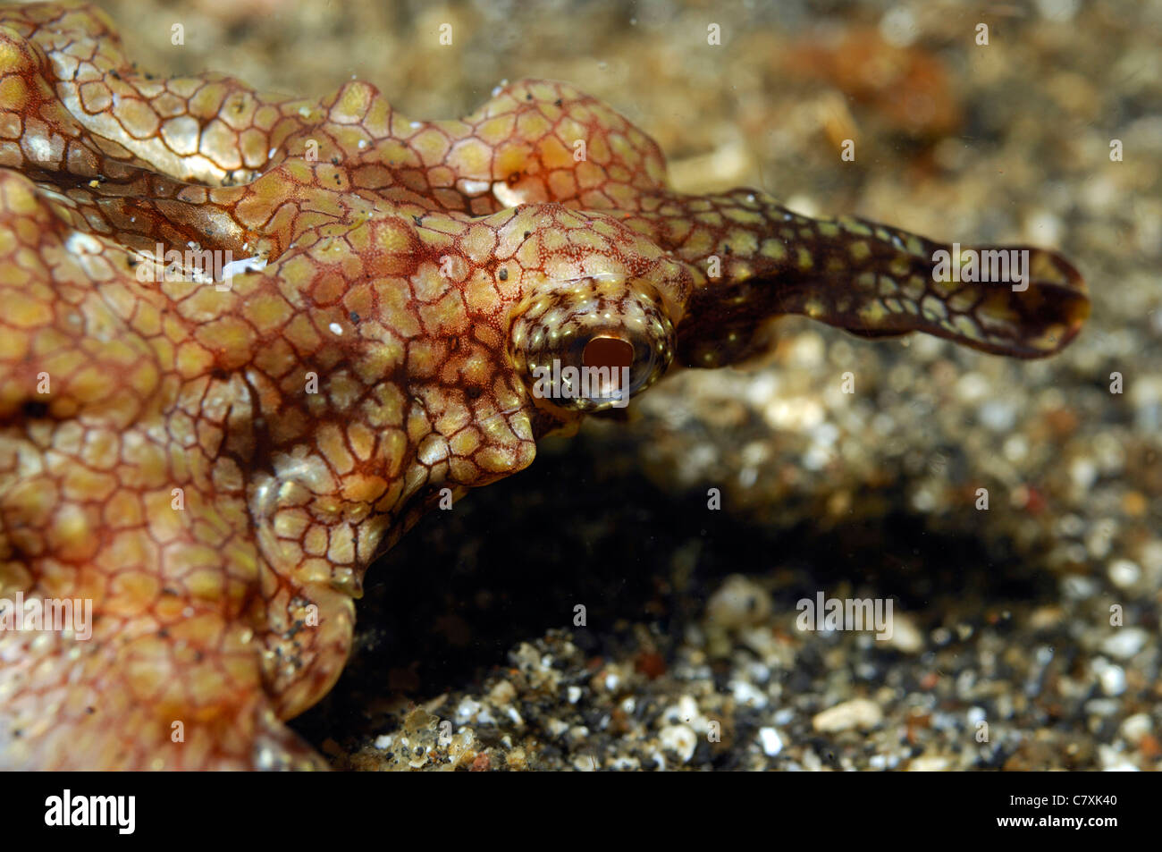 Little seamoth High Resolution Stock Photography and Images - Alamy