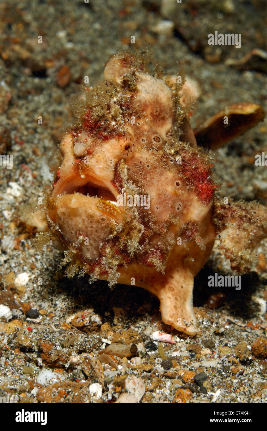 Spotted Frogfish, Antennarius pictus, Lembeh Strait, Sulawesi ...