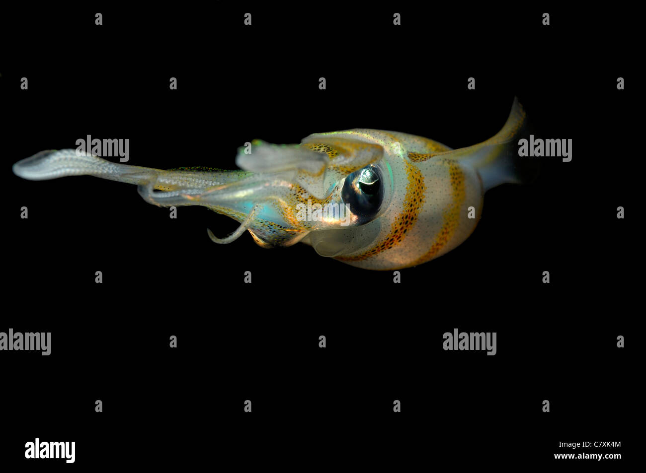 Reef Squid at Night, Sepioteuthis lessoniana, Lembeh Strait, Sulawesi ...