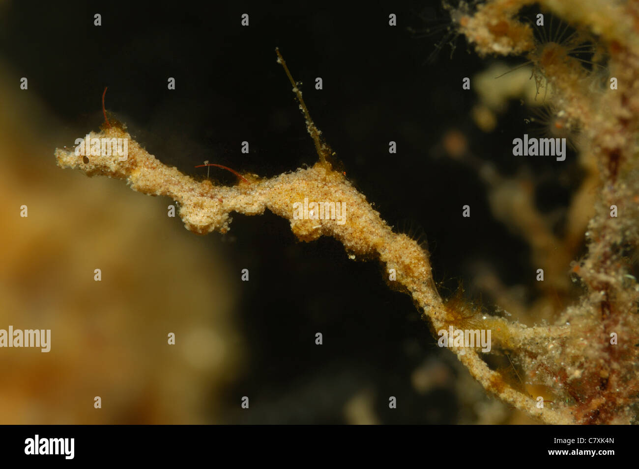 Pygmy pipefish hi-res stock photography and images - Alamy