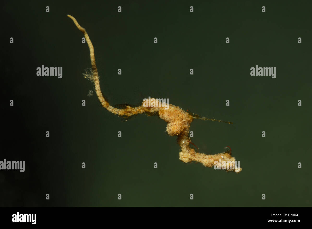 Pygmy pipefish hi-res stock photography and images - Alamy