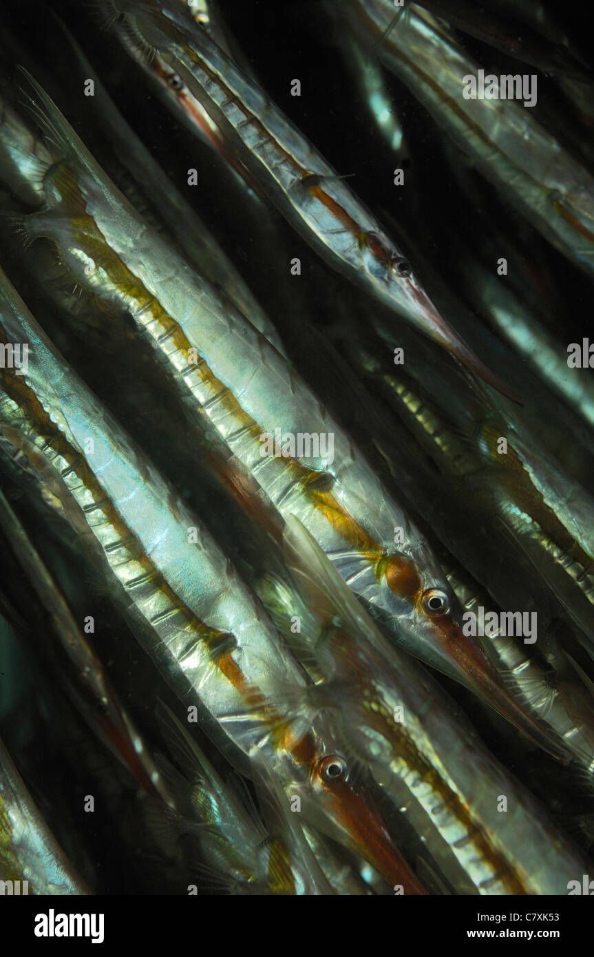 Shoal of Razorfish, Aeoliscus strigatus, Lembeh Strait, Sulawesi ...
