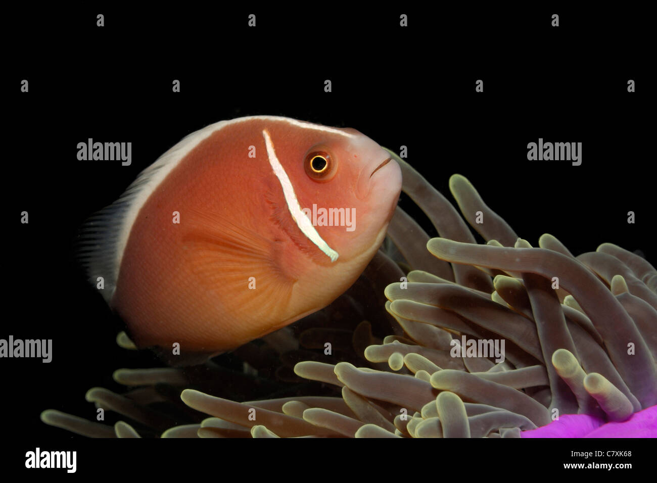 Anemonefish amphiprion fish sulawesi hi-res stock photography and ...