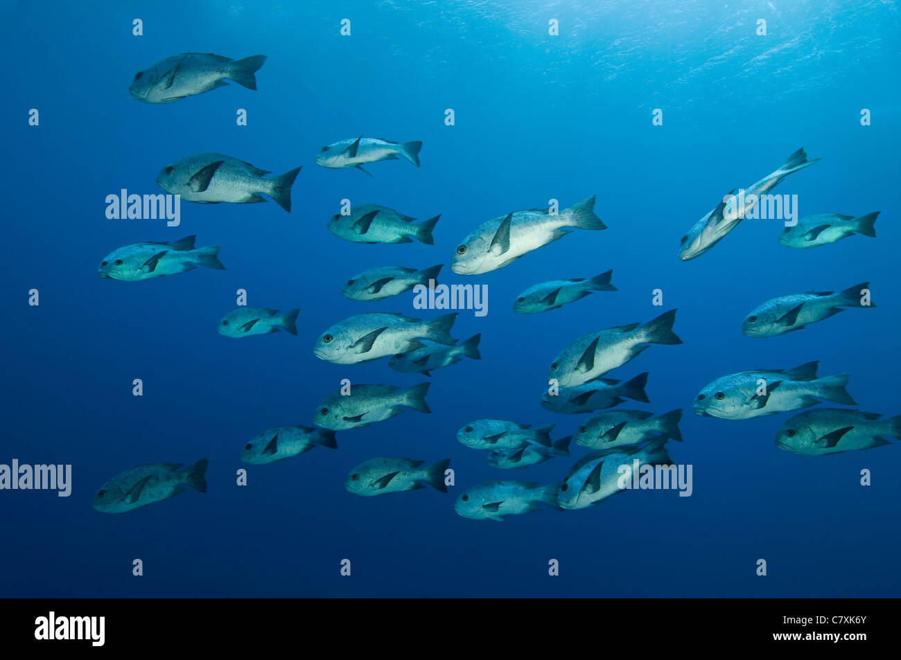Shoal of Black-and-white Snapper, Macolor niger, Daedalus Reef, Red Sea ...