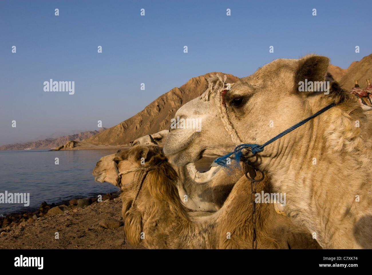 Camels at Beach of Red Sea, Camelus dromedarius, Dahab, Sinai, Red Sea ...