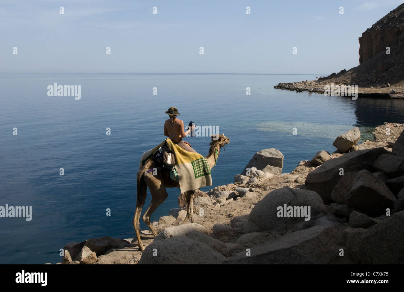 Camel Trail at Red Sea, Camelus dromedarius, Dahab, Sinai, Red Sea ...