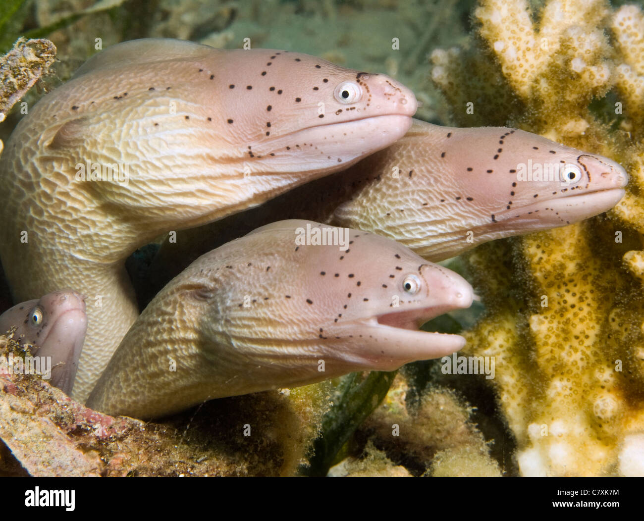 Four Peppered Moray, Siderea grisea, Soma Bay, Red Sea, Egypt Stock ...