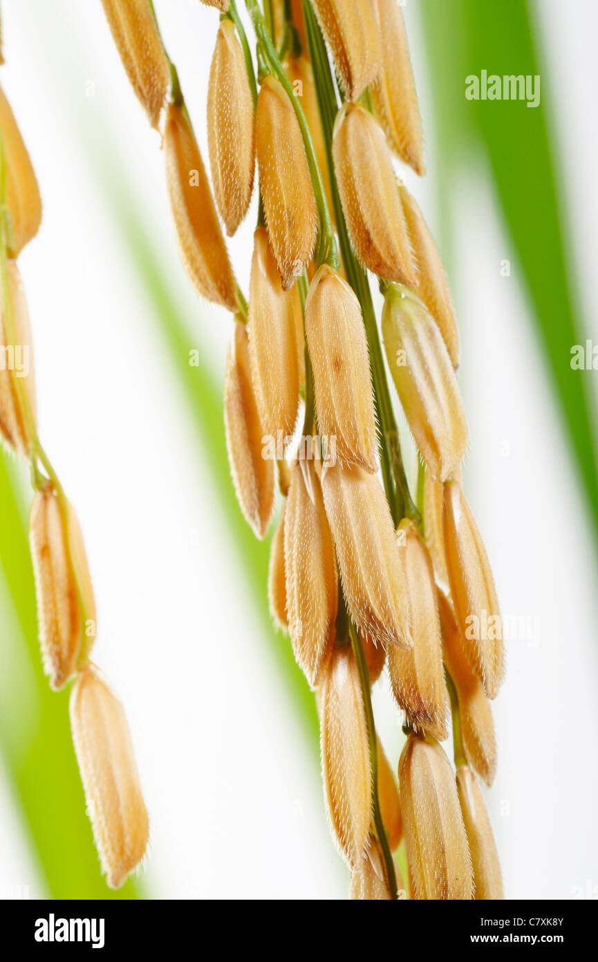 Paddy husk hi-res stock photography and images - Alamy