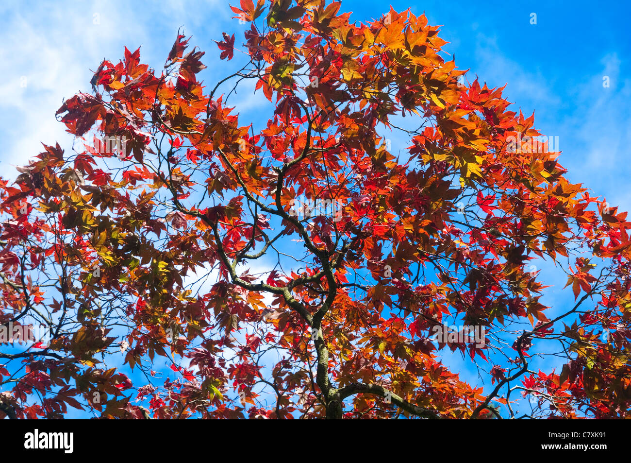 English maple tree hi-res stock photography and images - Alamy