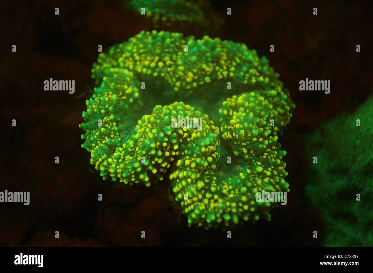 Coral fluorescence hi-res stock photography and images - Alamy