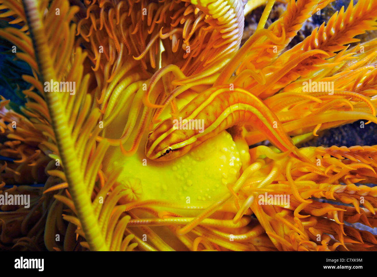 Clingfish inside Crinoid, Discotrema echinophila, Raja Ampat, West ...