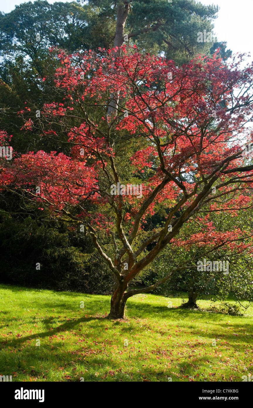 A sunlit red maple tree showing Autumn colour at Westonbirt Arboretum ...