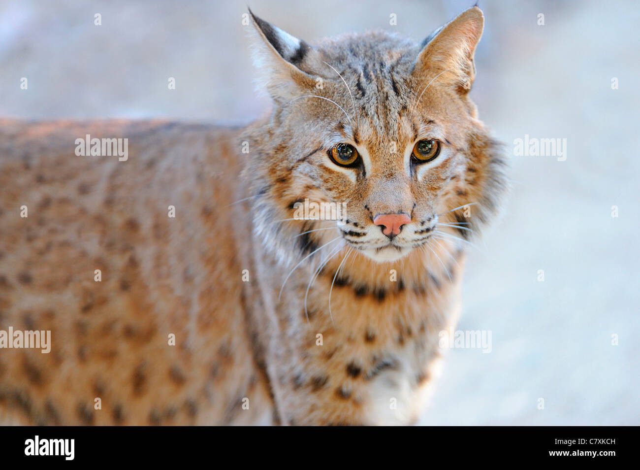 California bobcat hi-res stock photography and images - Alamy