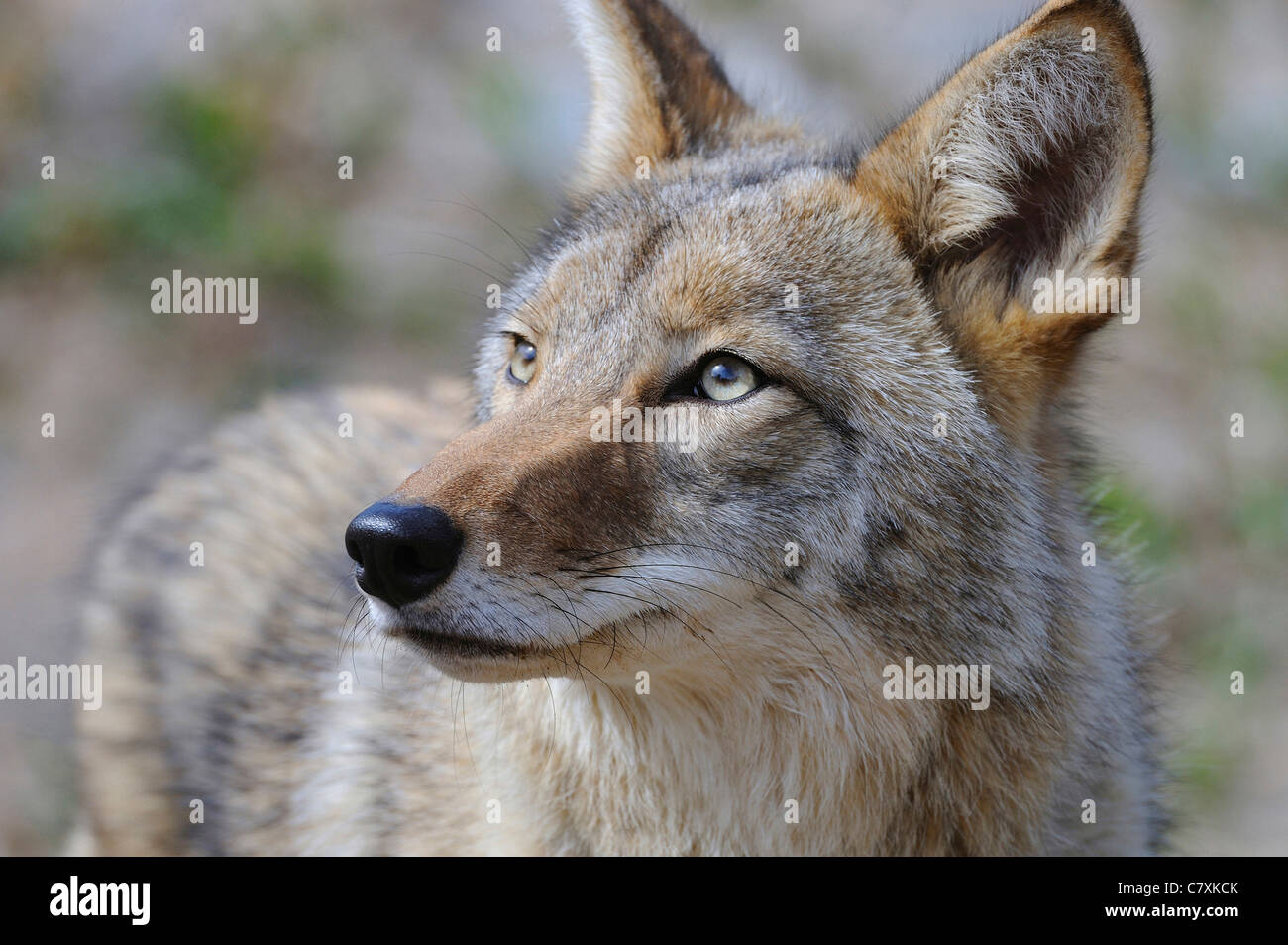 American Jackal Stock Photos & American Jackal Stock Images - Alamy