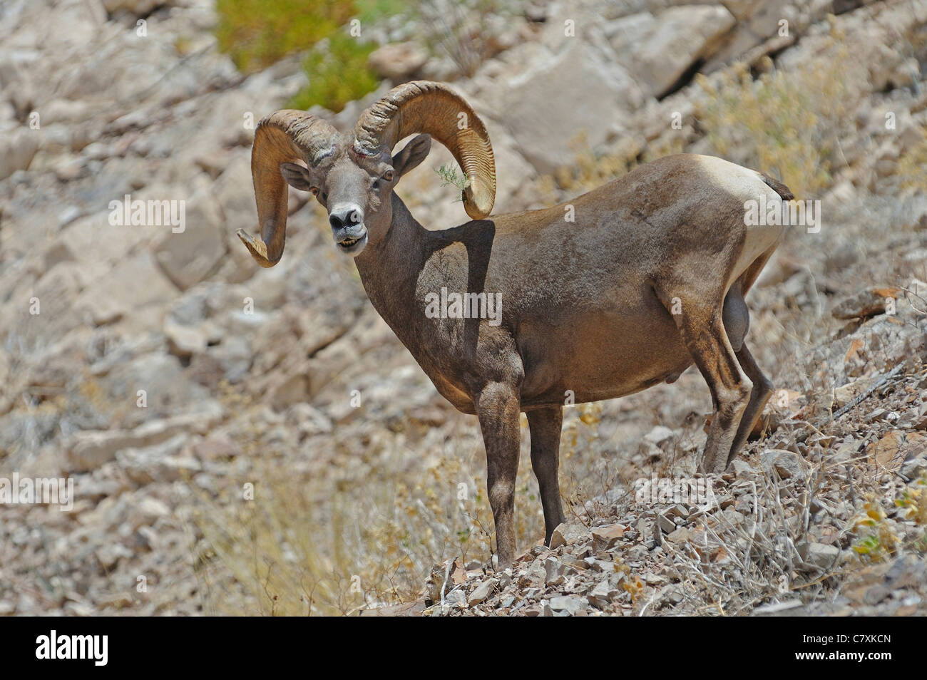 Nelsons bighorn sheep hi-res stock photography and images - Alamy