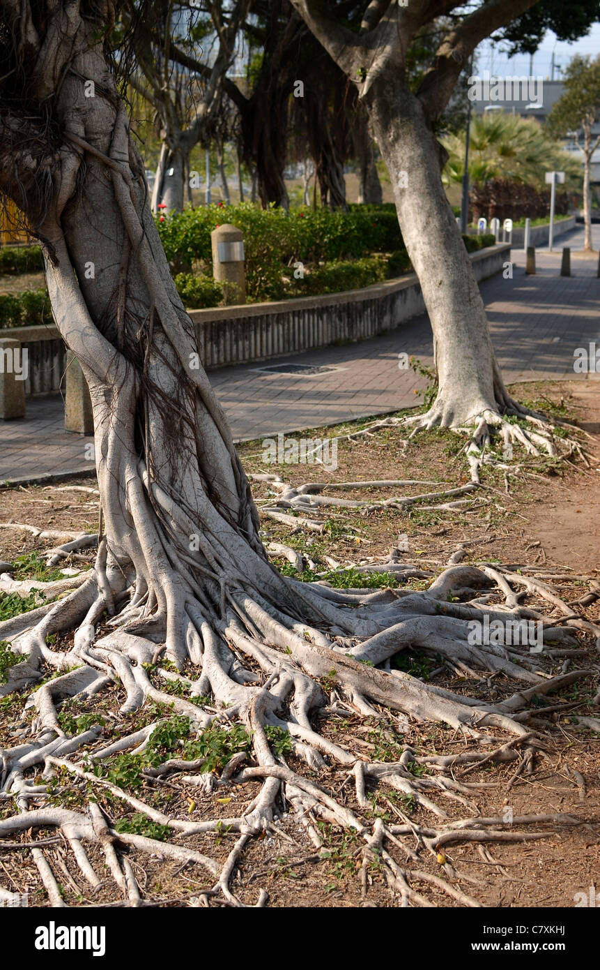A pair of trees with twisted buttress roots at edge of the Shing Mun ...