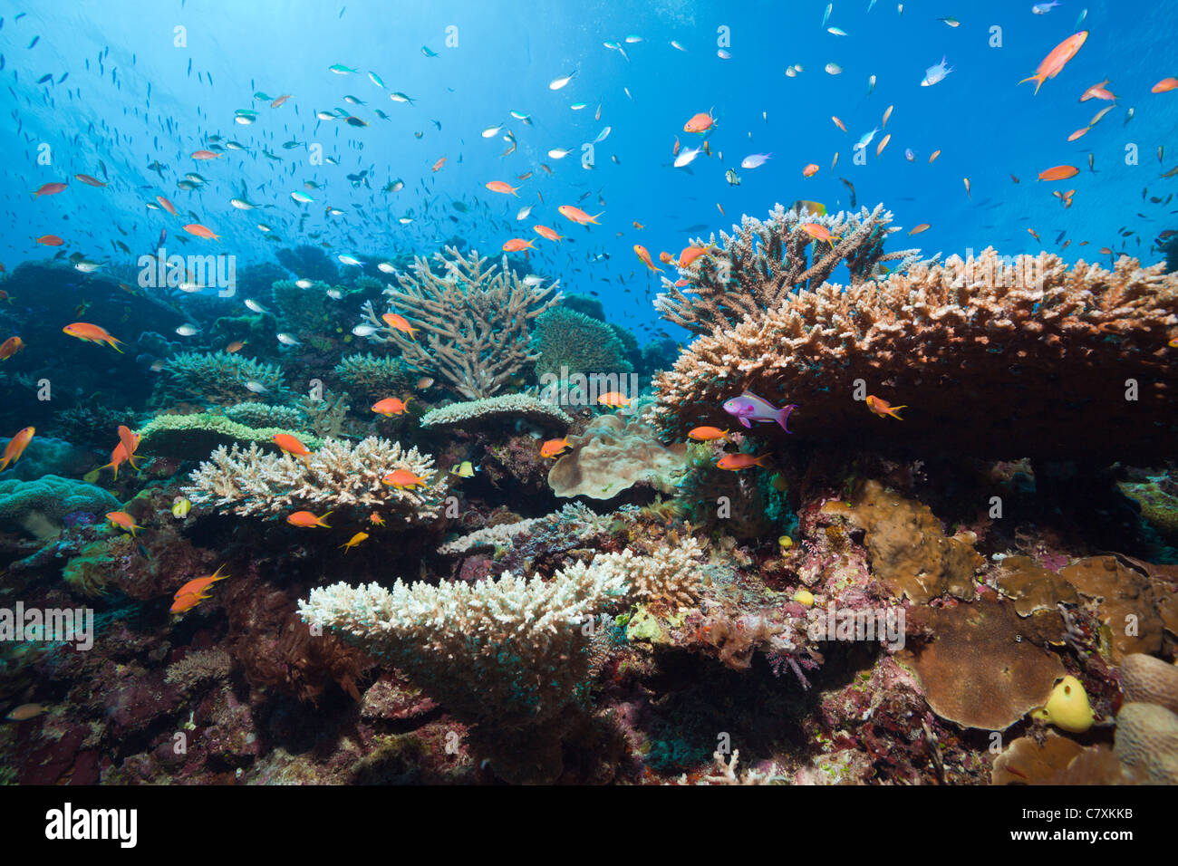 Stone corals geography hi-res stock photography and images - Alamy