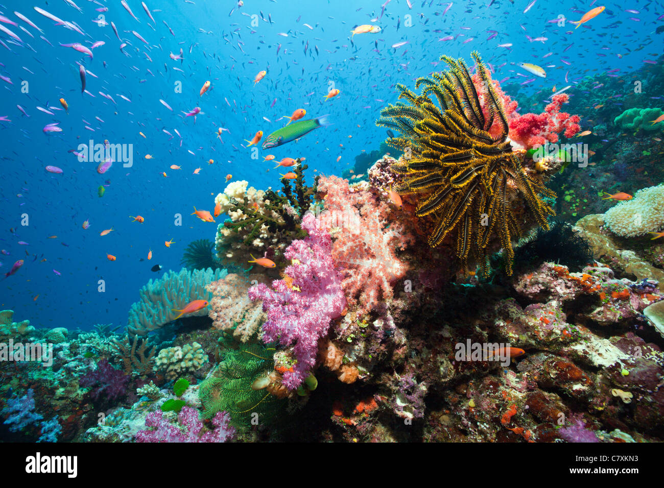 Species-rich Coral Reef, Makogai, Lomaviti, Fiji Stock Photo - Alamy