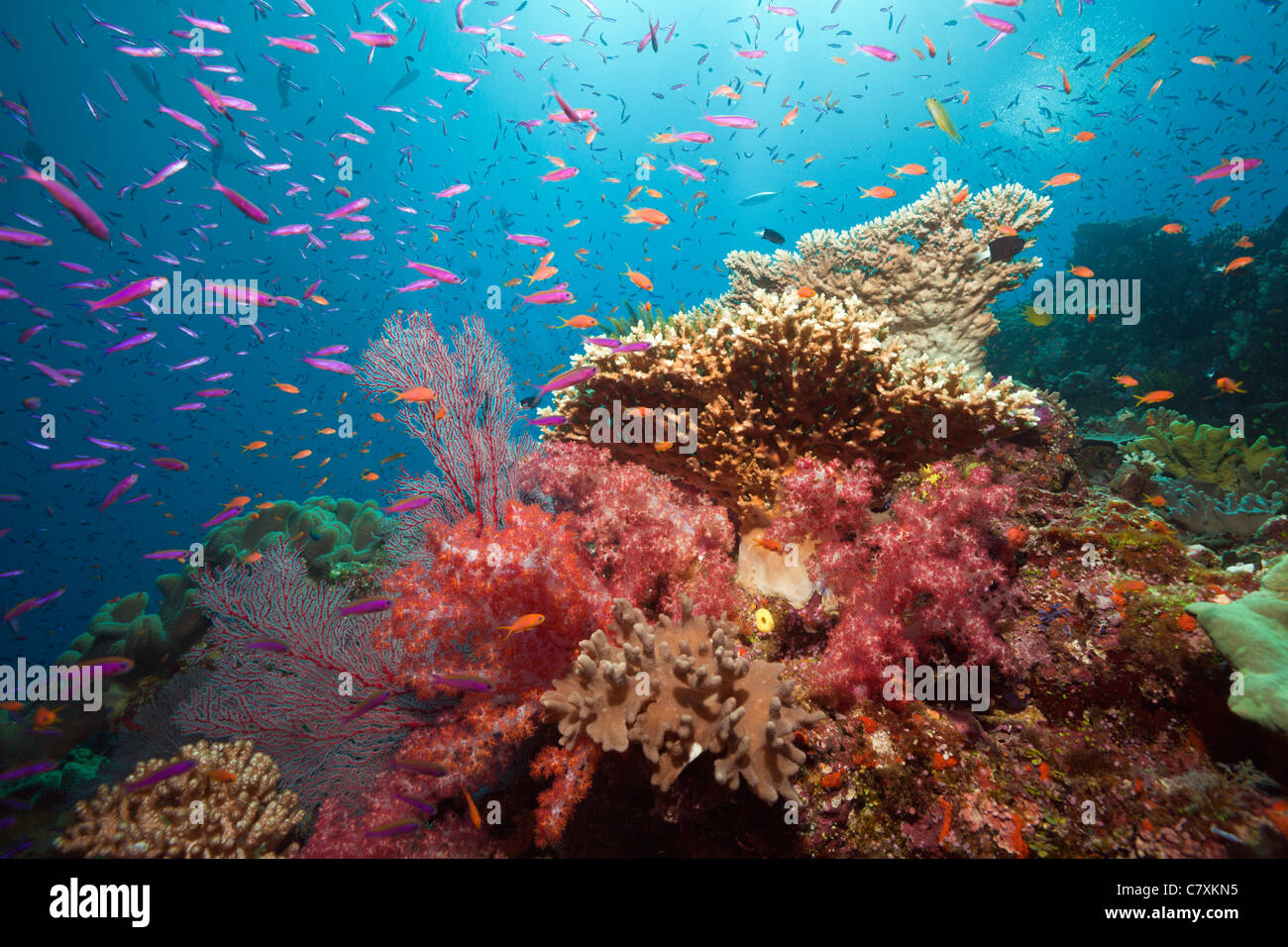 Species-rich Coral Reef, Makogai, Lomaviti, Fiji Stock Photo - Alamy