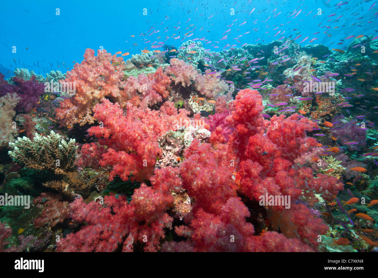 Colorful Coral Reef, Makogai, Lomaviti, Fiji Stock Photo - Alamy