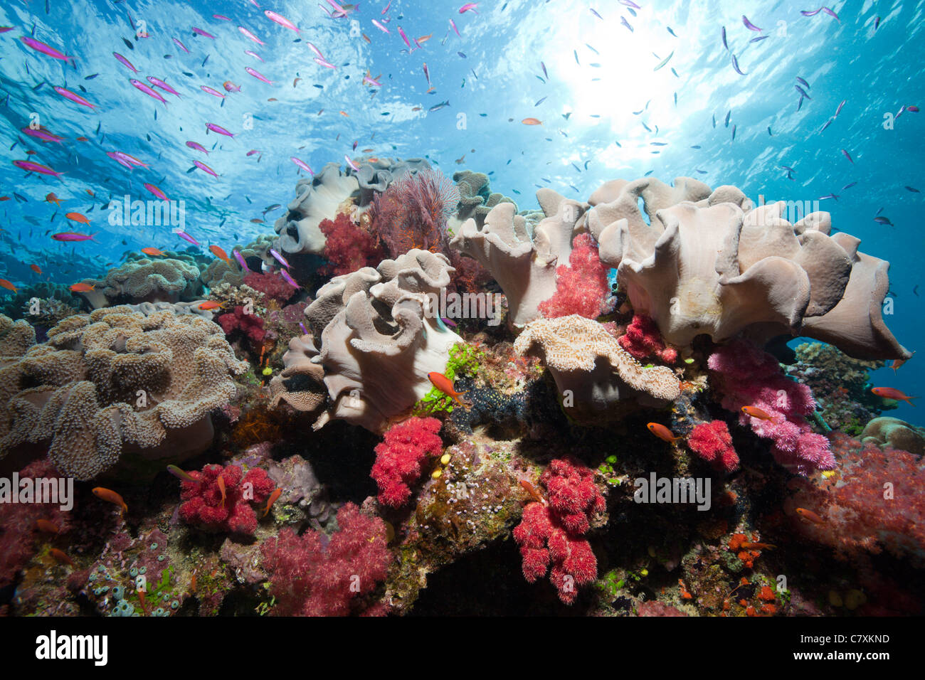 Anthias over Coral Reef, Luzonichthys whitleyi, Makogai, Lomaviti, Fiji ...