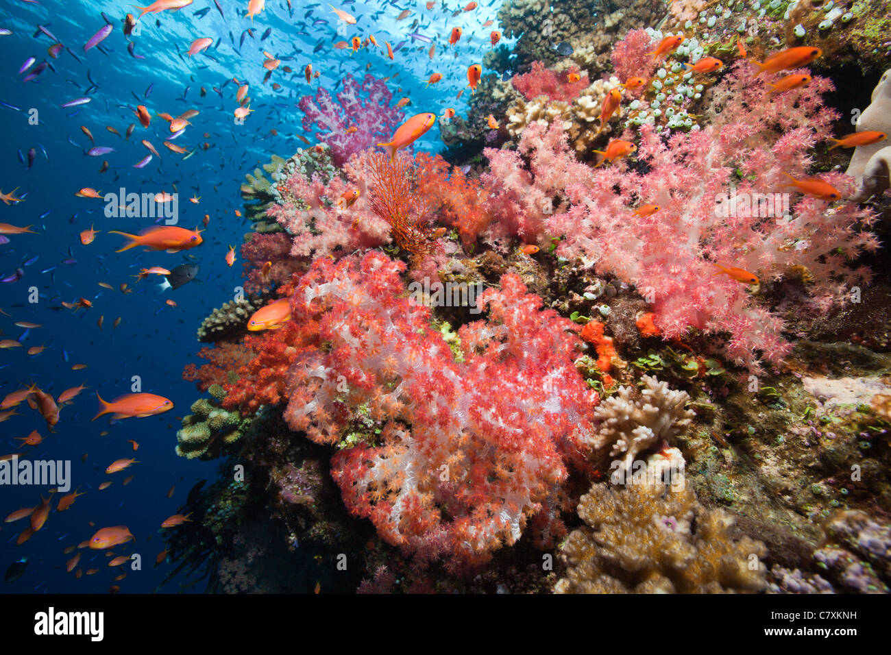 Colorful Coral Reef, Makogai, Lomaviti, Fiji Stock Photo - Alamy
