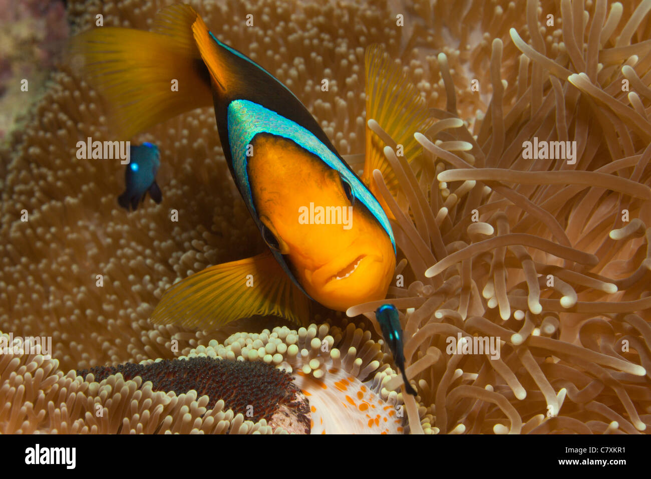 Orange-fin Anemonefish with his Eggs, Amphiprion chrysopterus, Gau ...