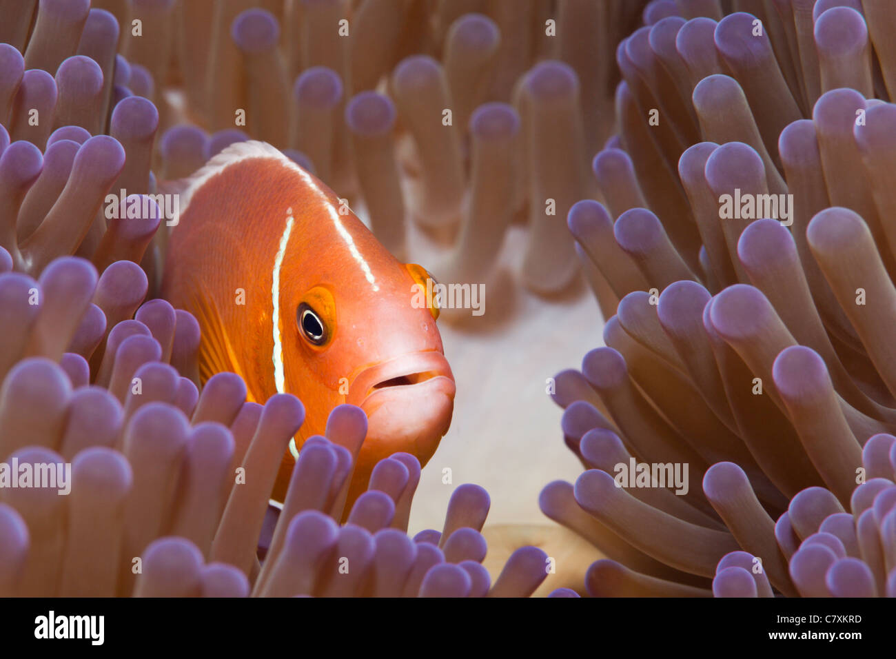 Gau fiji hi-res stock photography and images - Alamy